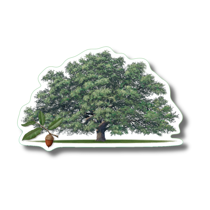 Live Oak Sticker