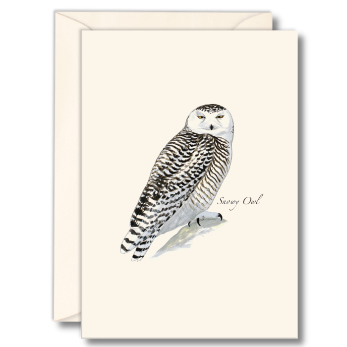 Sibley's Snowy Owl Boxed Notes
