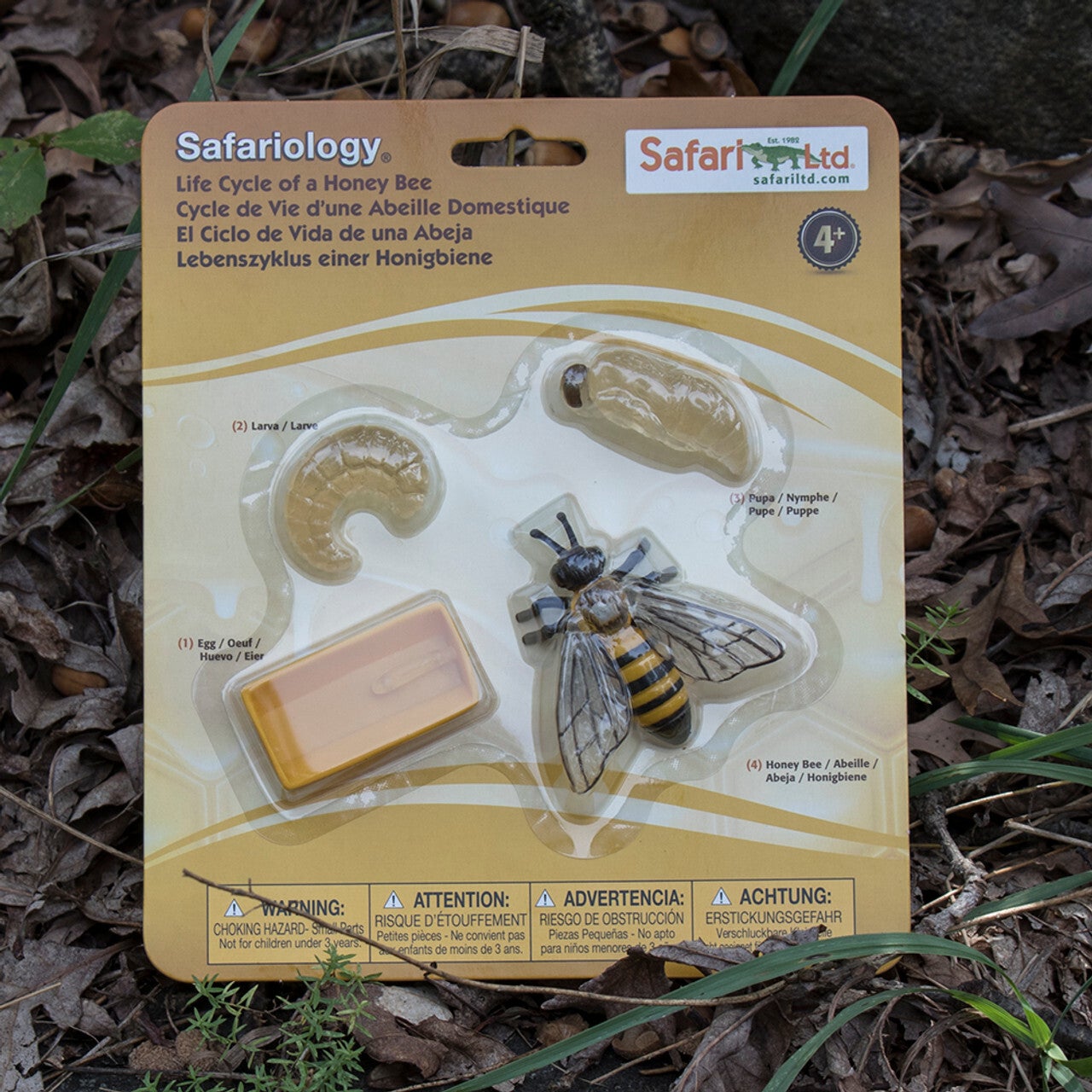 Life Cycle Honey Bee Life Cycle Honey Bee