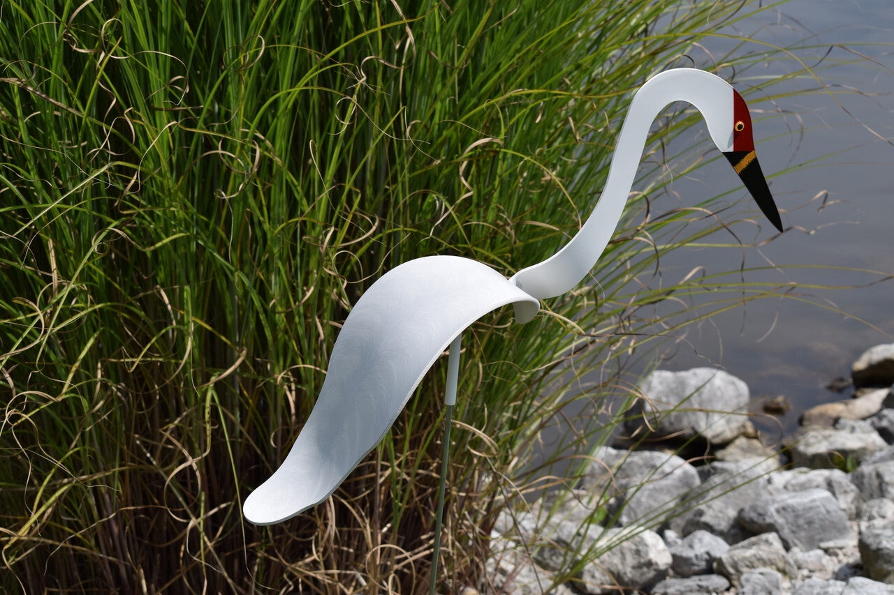 Dancing Whooping Crane